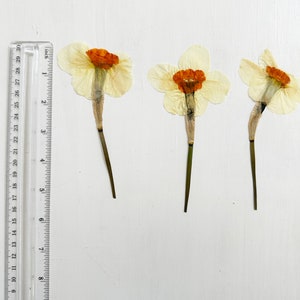 Pressed Large Daffodils With Stem - 3 Real Flowers - Orange, Yellow ...