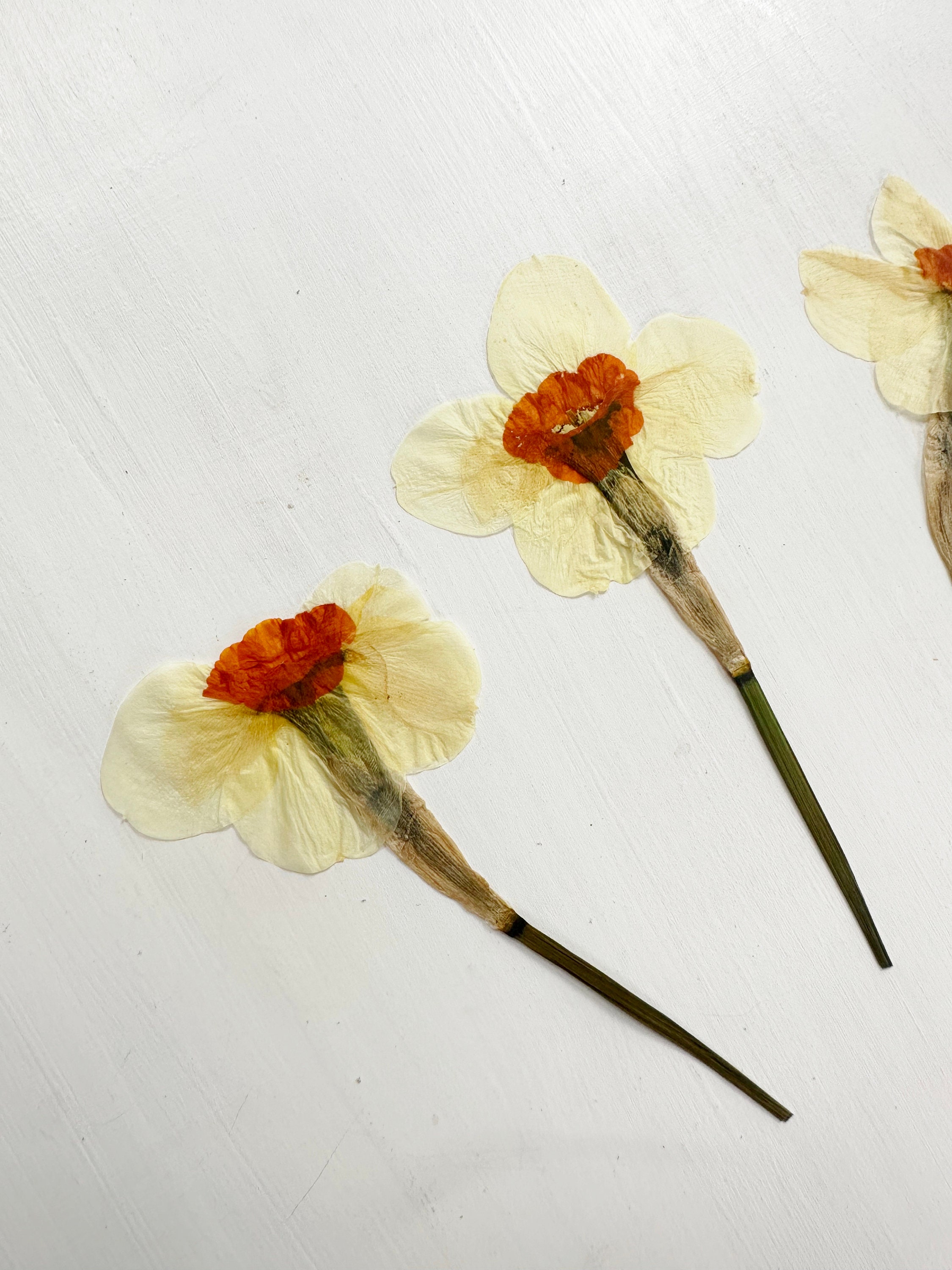 Pressed Large Daffodils With Stem - 3 Real Flowers - Orange, Yellow ...