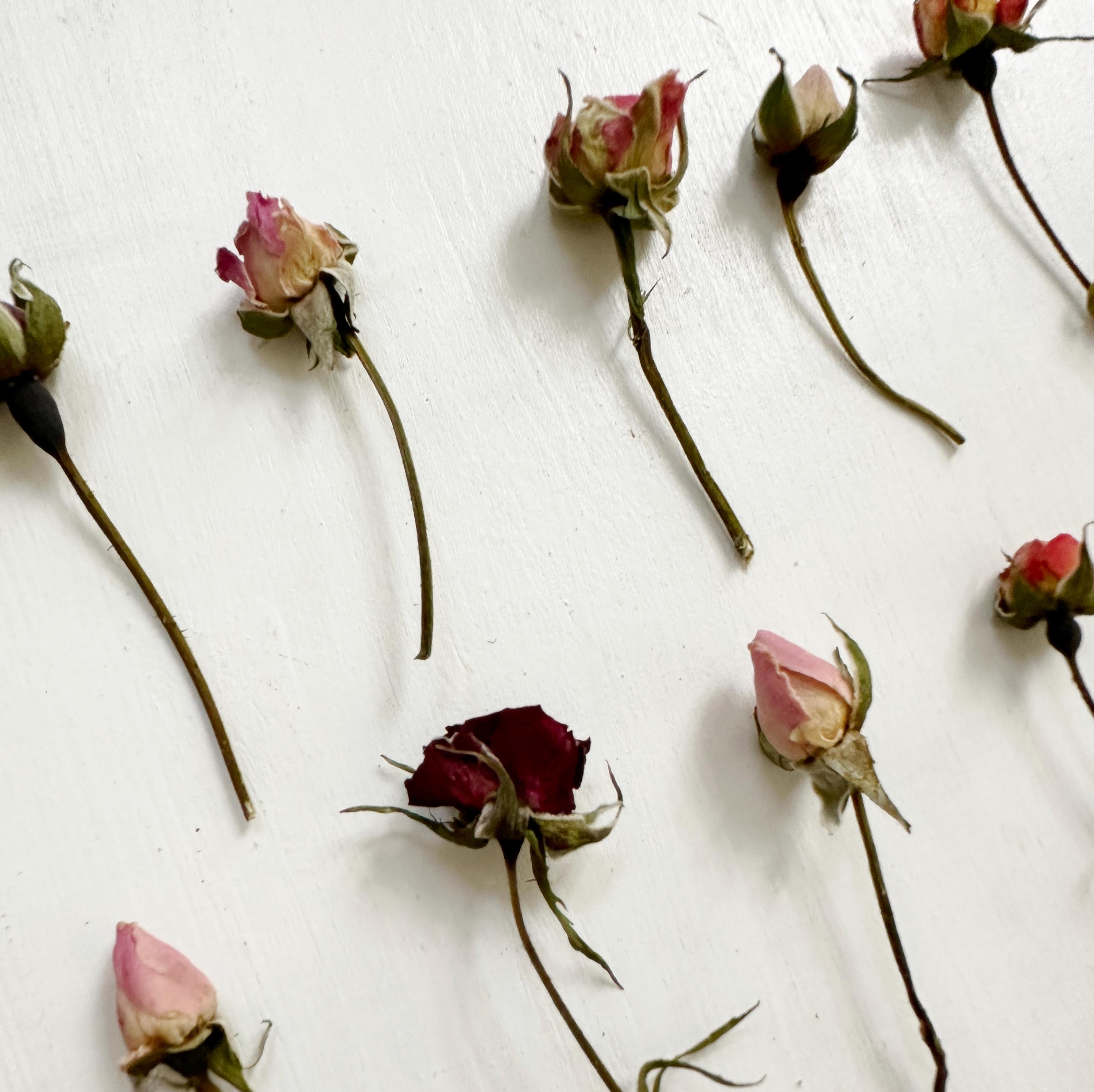 Dried Mini Roses on Small Stems - Tiny Organic Rosebuds on Short Stems ...