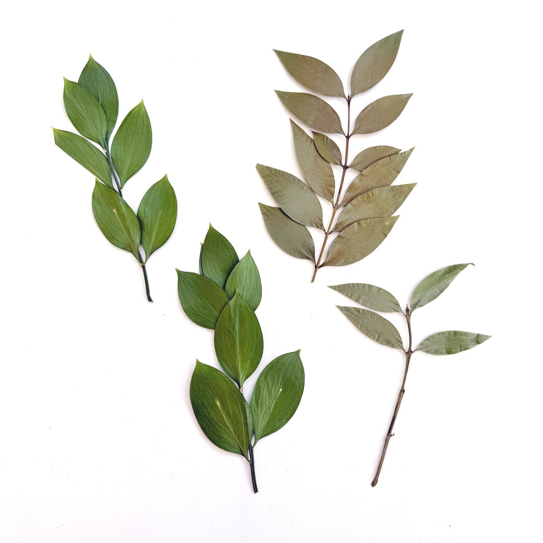 Pressed Ruscus Leaves - 4 Stems of Pressed Italian Ruscus Greenery ...