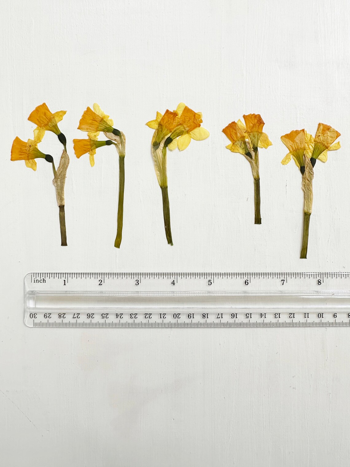 Pressed Mini Daffodils With Stem - 5 Double Yellow Flowers - Real ...