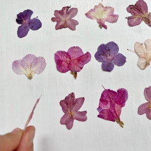 Pressed Azalea - 12 Real Azalea Flowers - Pink and Purple Mix - for ...