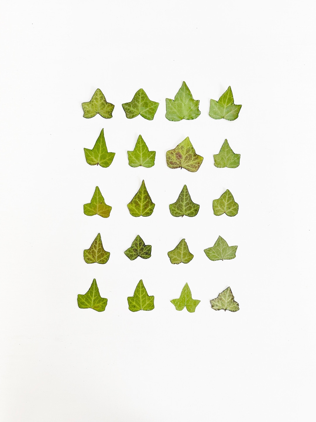 Pressed Ivy - 20 Small Real Ivy Leaves Grown Organically in Princeton ...