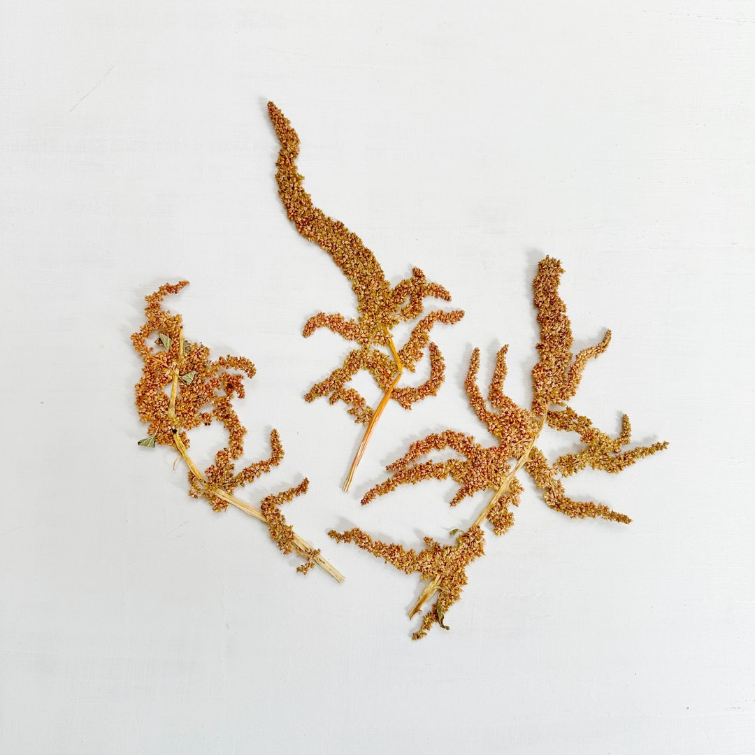 Pressed Amaranth Flowers - 4 Stems of Real Amaranthus Flowers - Beige ...
