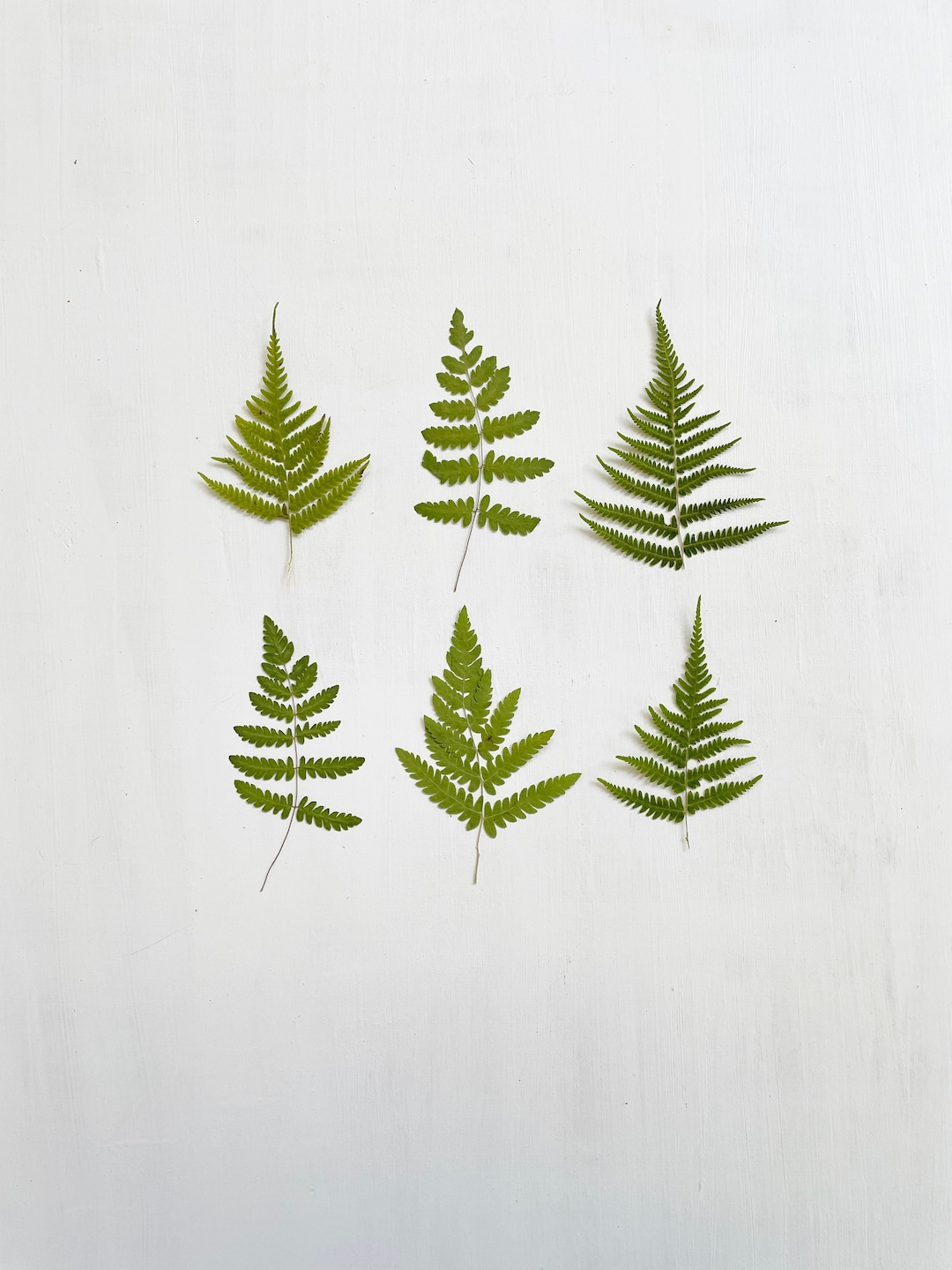 Pressed Fern Leaves - Real Green Fern Foliage - 6 Small Leaves Grown in ...
