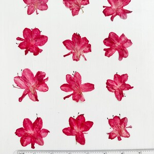 Pressed Azalea - 12 Real Azalea Flowers - Red Flowers - for Crafts ...