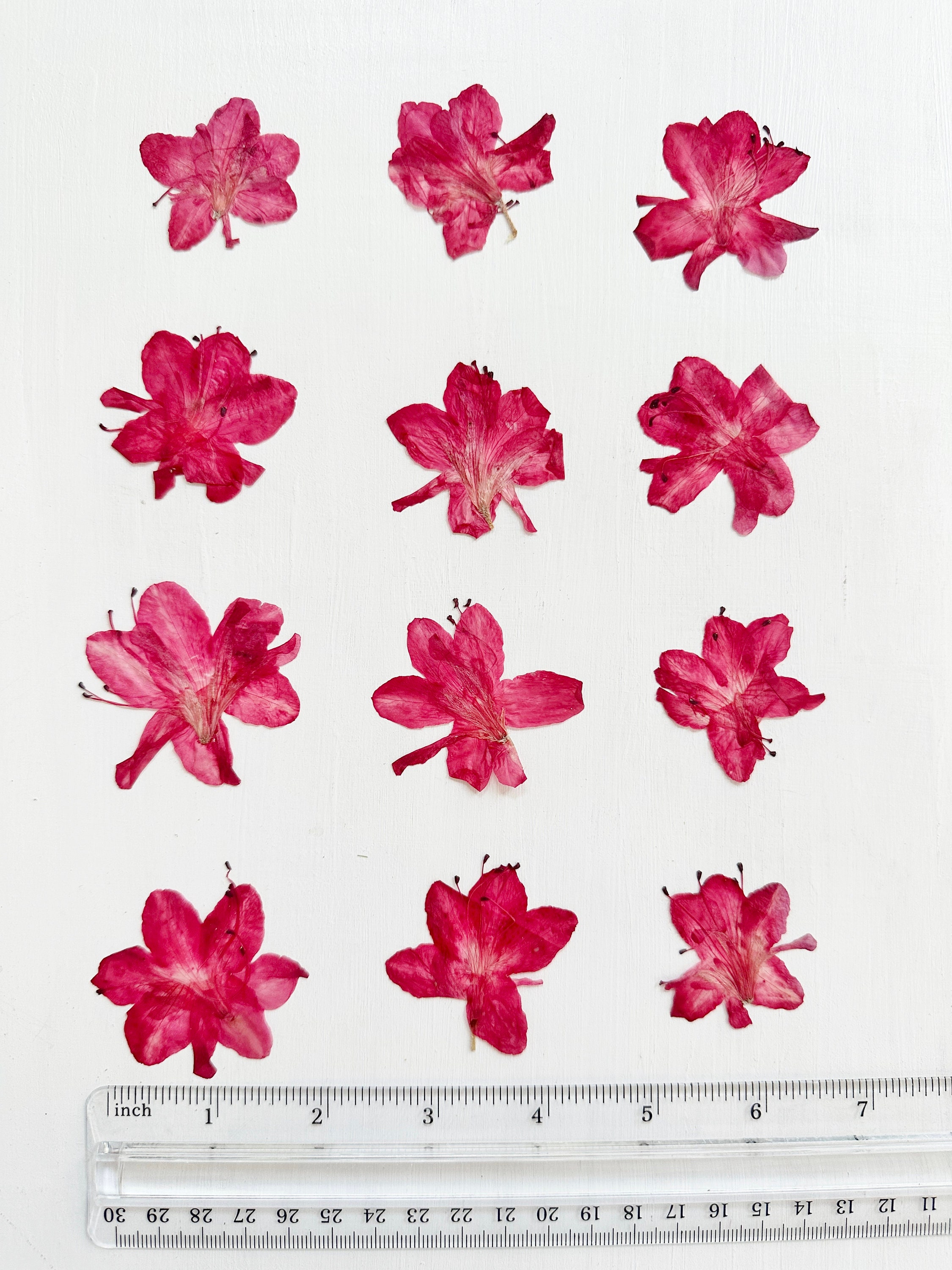 Pressed Azalea - 12 Real Azalea Flowers - Red Pink Flowers - for Crafts ...