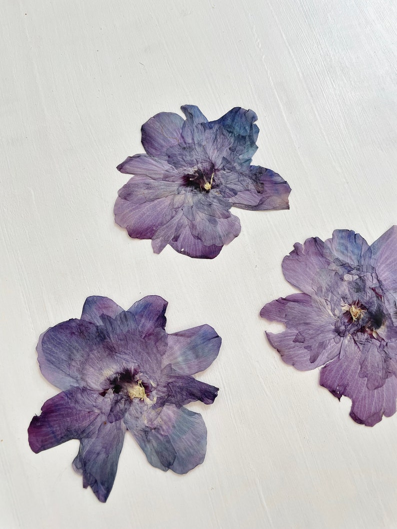 Pressed Hibiscus Flowers - 3 Real Purple Rose of Sharon Flowers ...