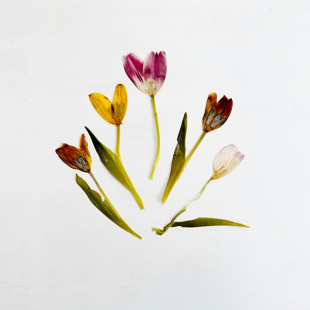 Pressed Tulips - Real Tulip Flowers Cut in Half - 5 Tulips on Short ...