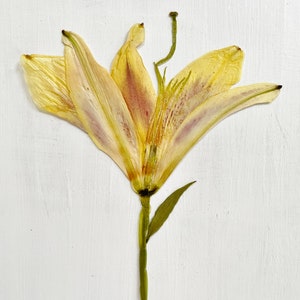 Pressed Lilies - 1 Real Asiatic Lily Flower - Crafts, Resin, Jewelry ...