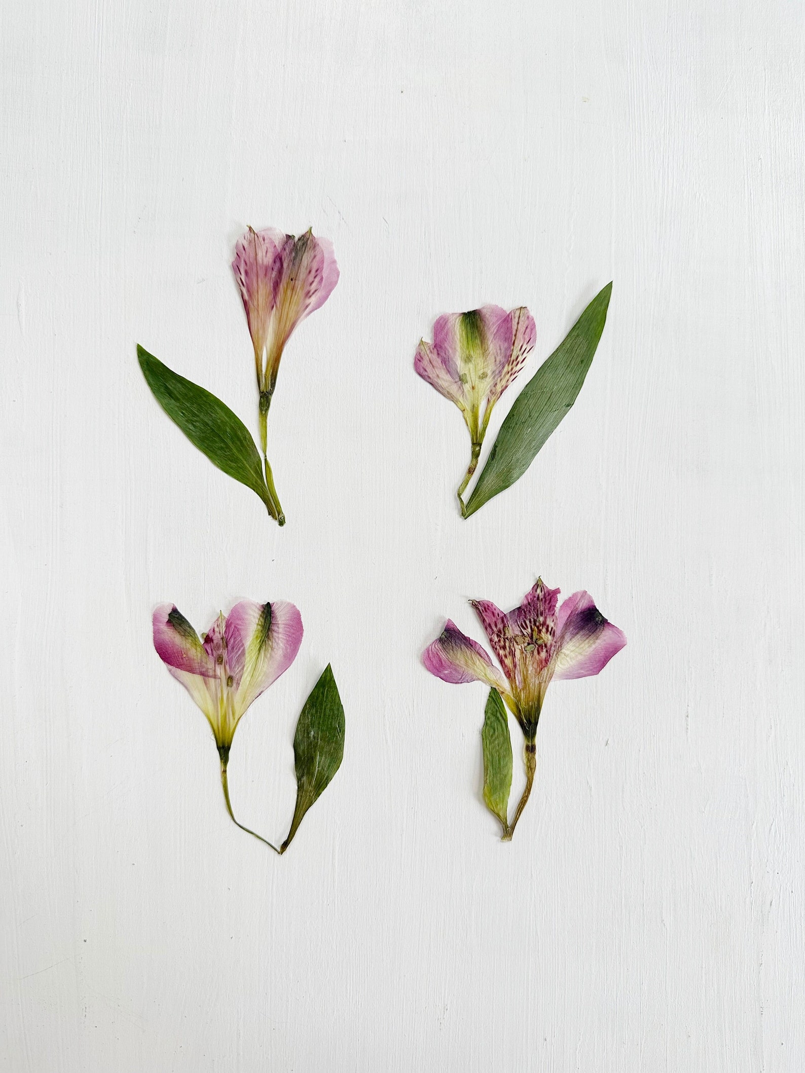 Pressed Alstroemeria Flowers - 4 Stems of Real Peruvian Lily Flowers ...