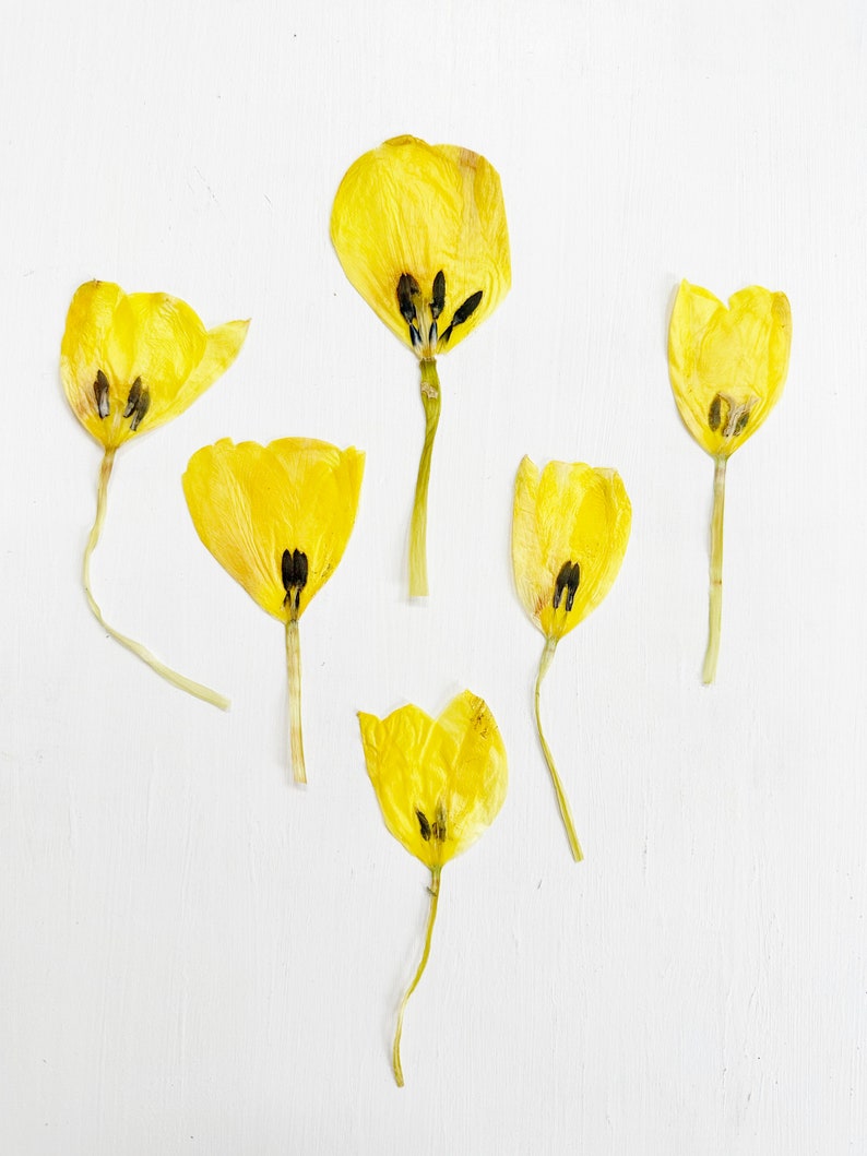 Pressed Tulips - Real Tulip Flowers Cut in Half - 6 Yellow Tulips on ...