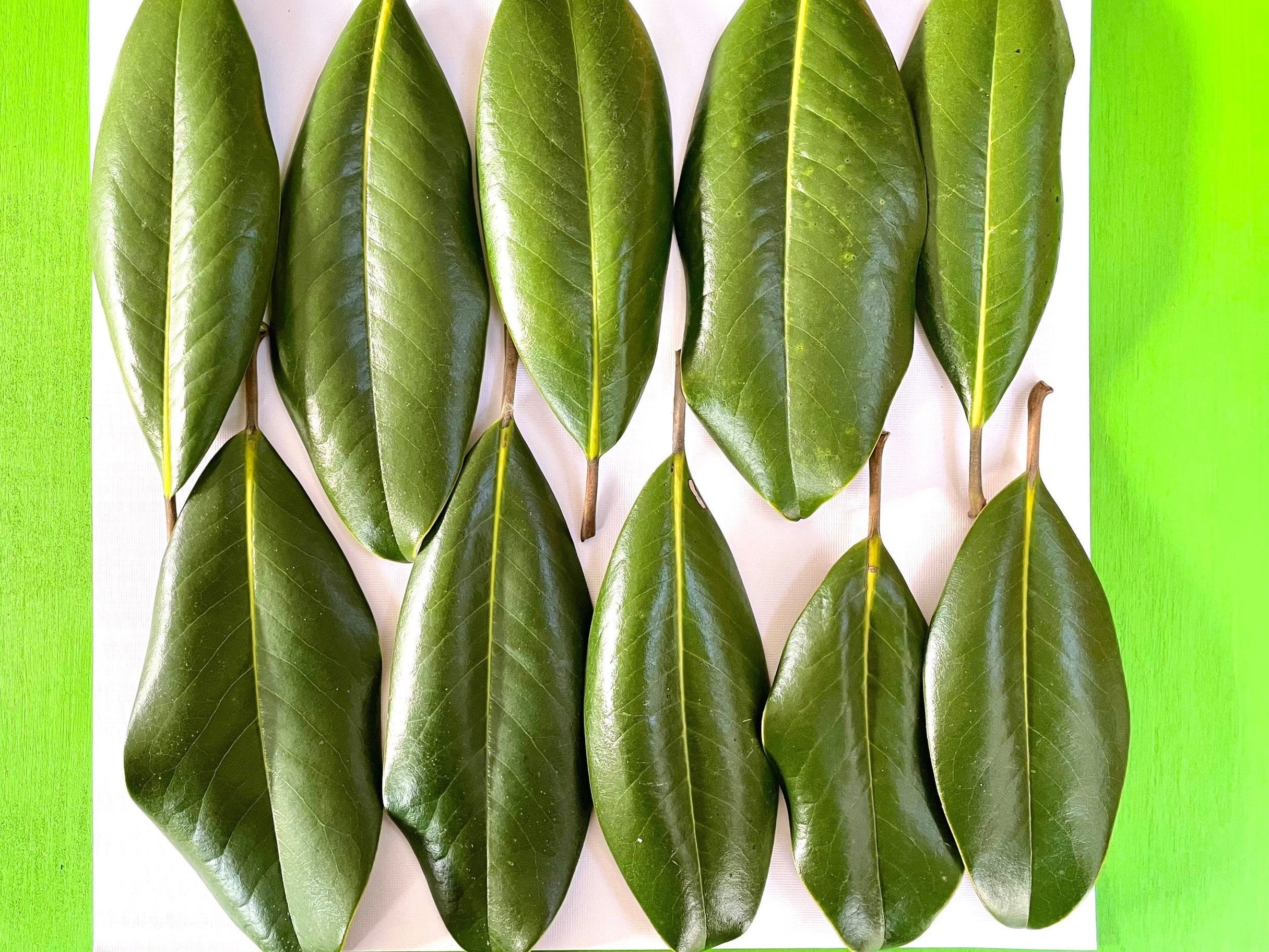 Southern Magnolia Tree Leaves