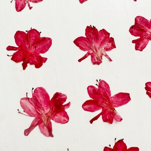 Pressed Azalea - 12 Real Azalea Flowers - Red Flowers - for Crafts ...