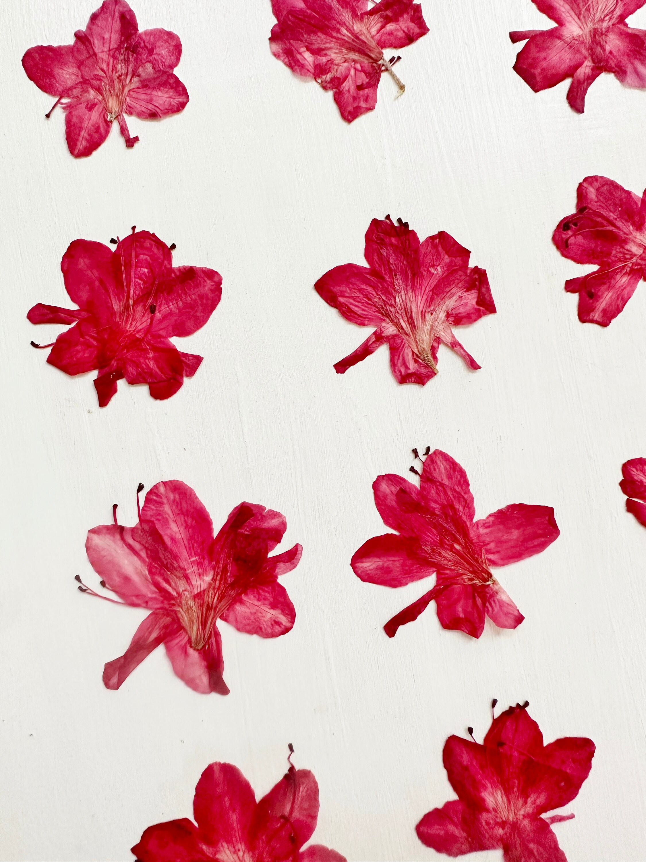 Pressed Azalea - 12 Real Azalea Flowers - Red Pink Flowers - for Crafts ...