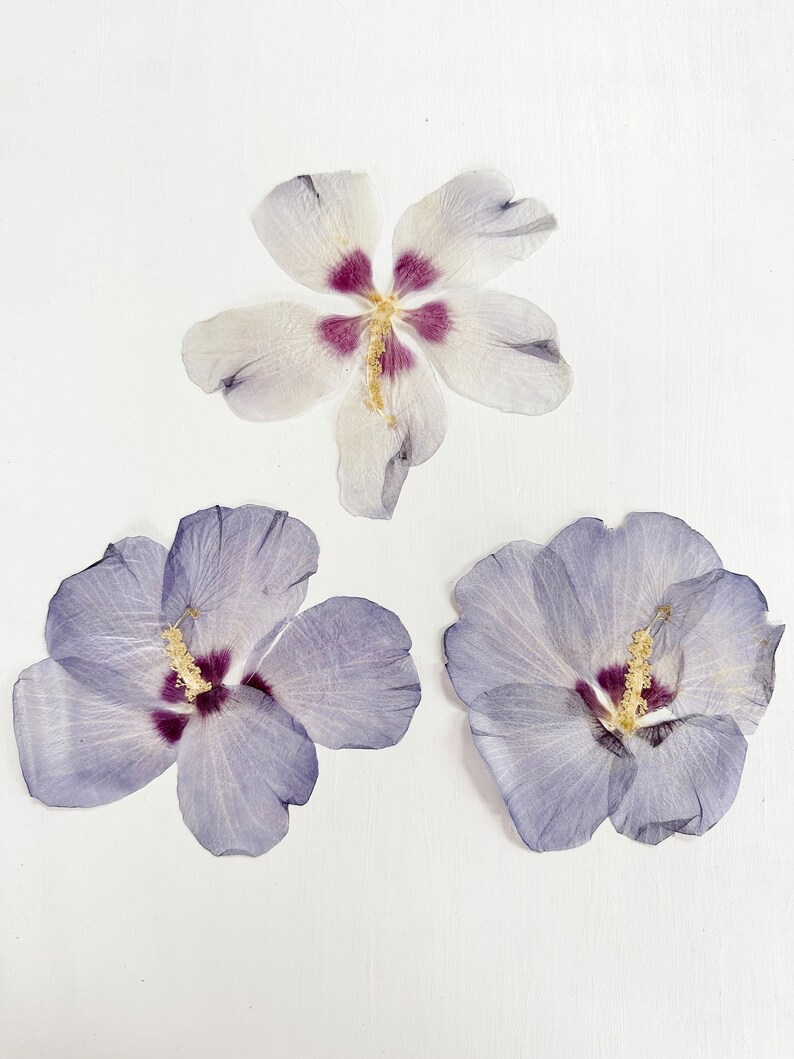 Pressed Hibiscus Flowers - 3 Real Purple Rose of Sharon Flowers ...