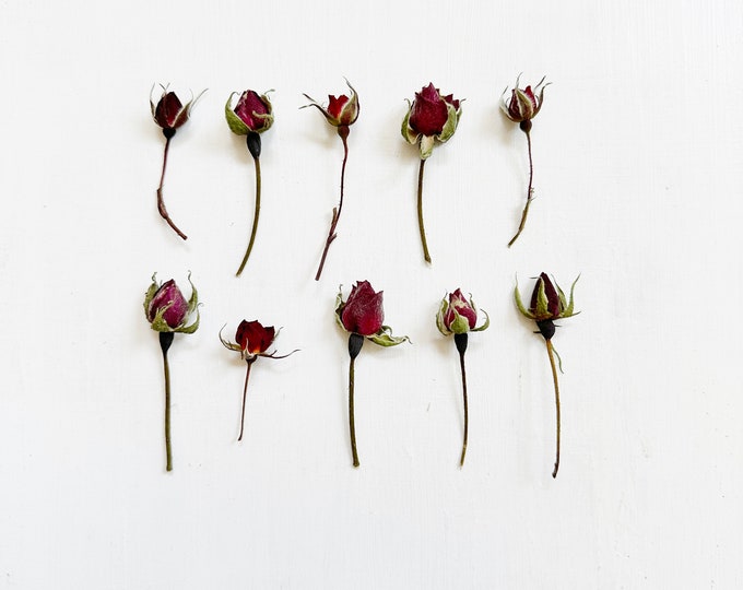 Dried Mini Roses on Small Stems - Real Tiny Dark Red Rosebuds - Organic ...