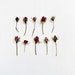 Dried Mini Roses on Small Stems Real Tiny Pale Pink Rosebuds Organic ...