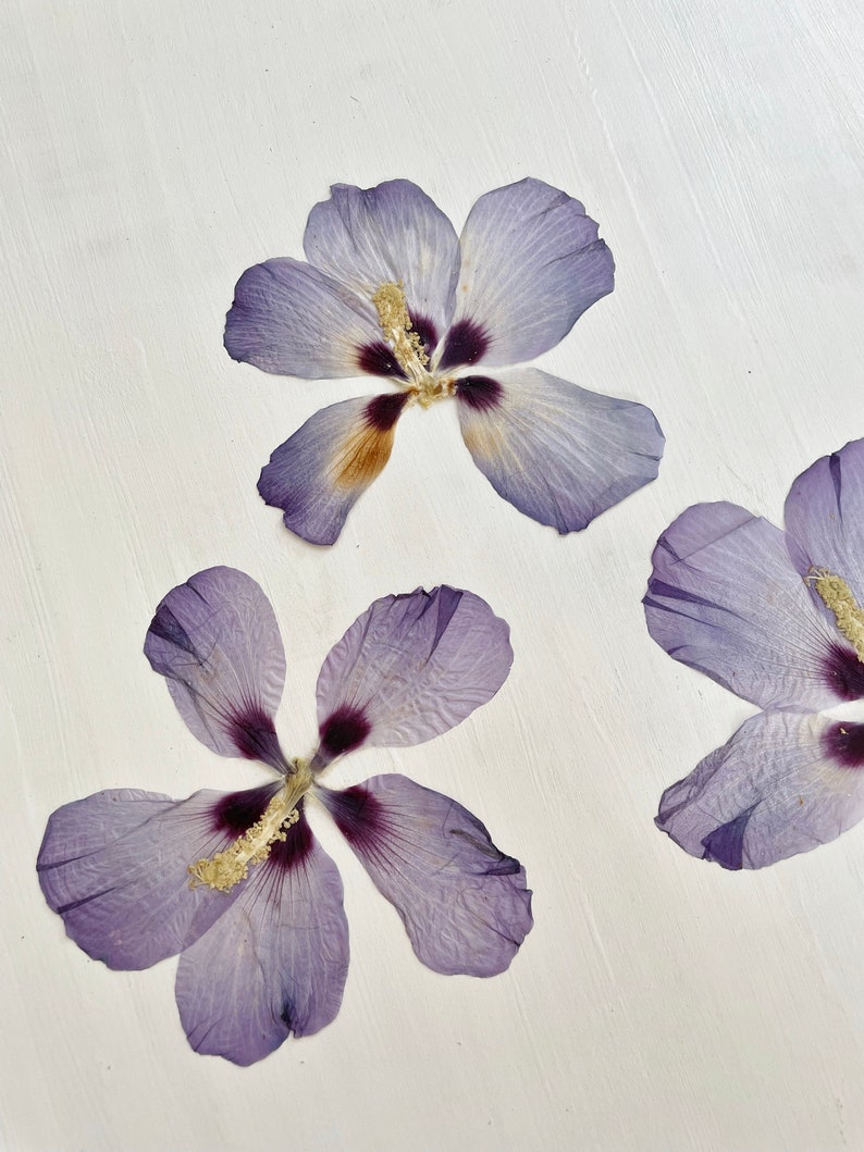 Pressed Hibiscus Flowers - 3 Real Purple Rose of Sharon Flowers ...