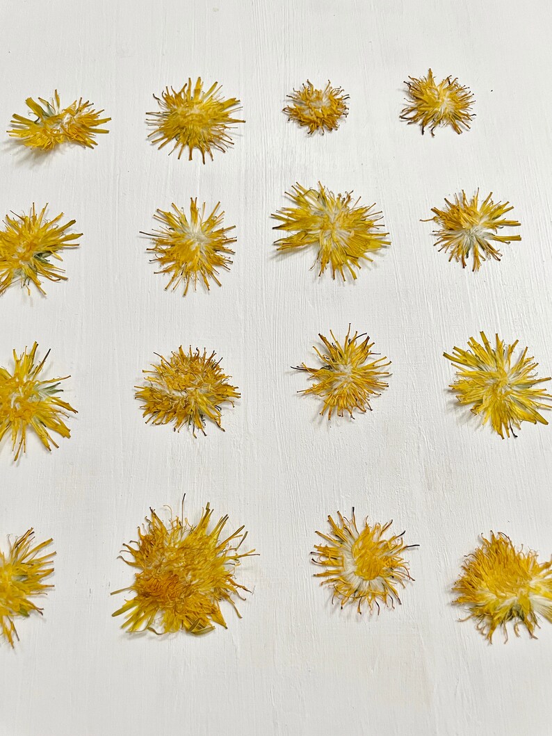 Pressed Dandelion Flowers - 16 Real Yellow Dandelions - Grown ...