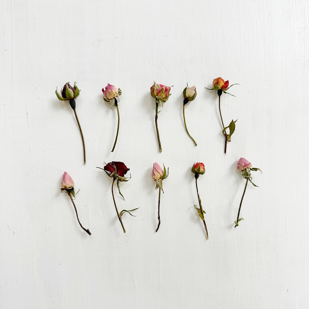 Dried Mini Roses on Small Stems - Tiny Organic Rosebuds on Short Stems ...