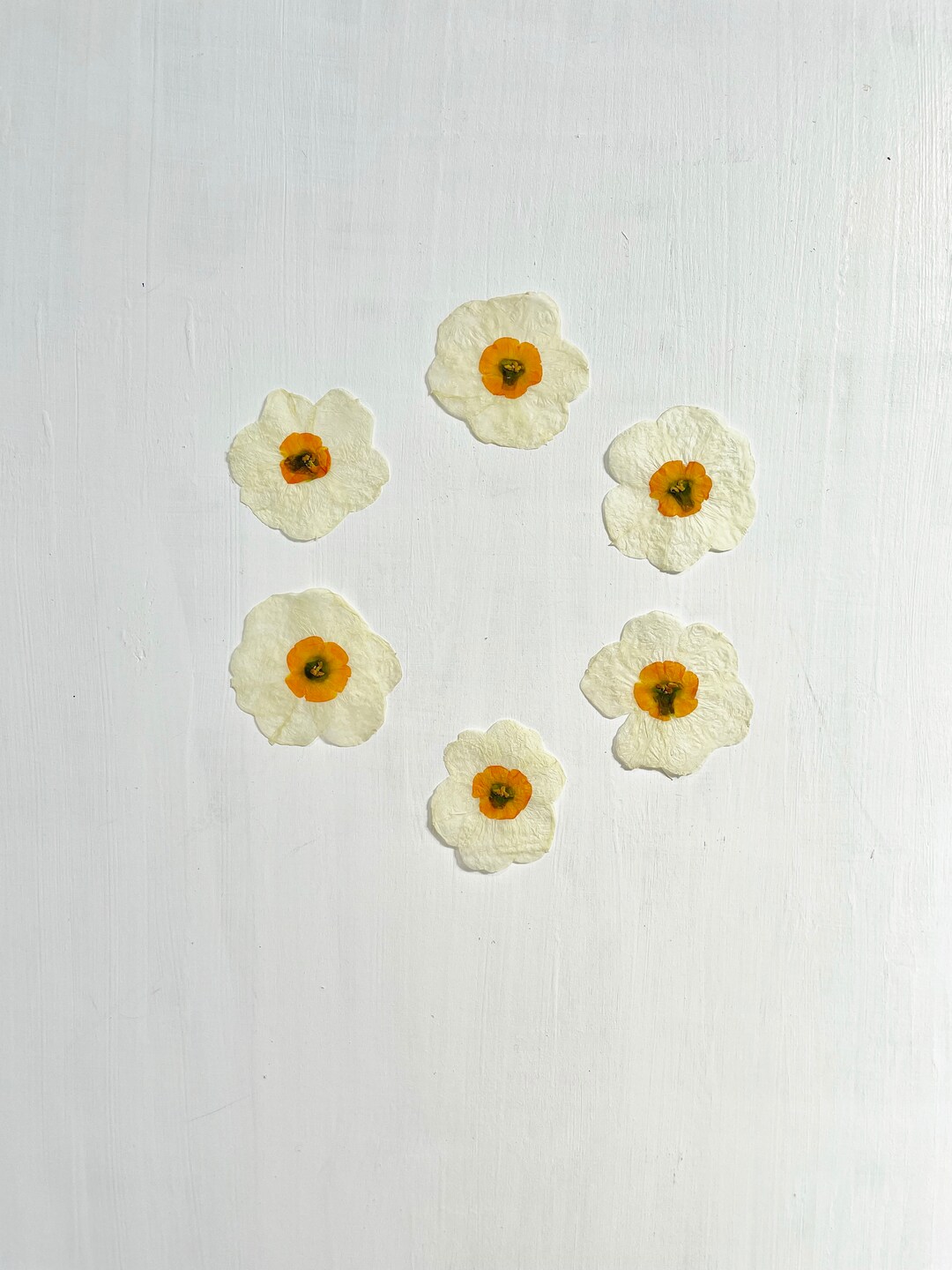 Pressed Daffodils Heads - 6 Real Stemless White Flowers With Orange ...