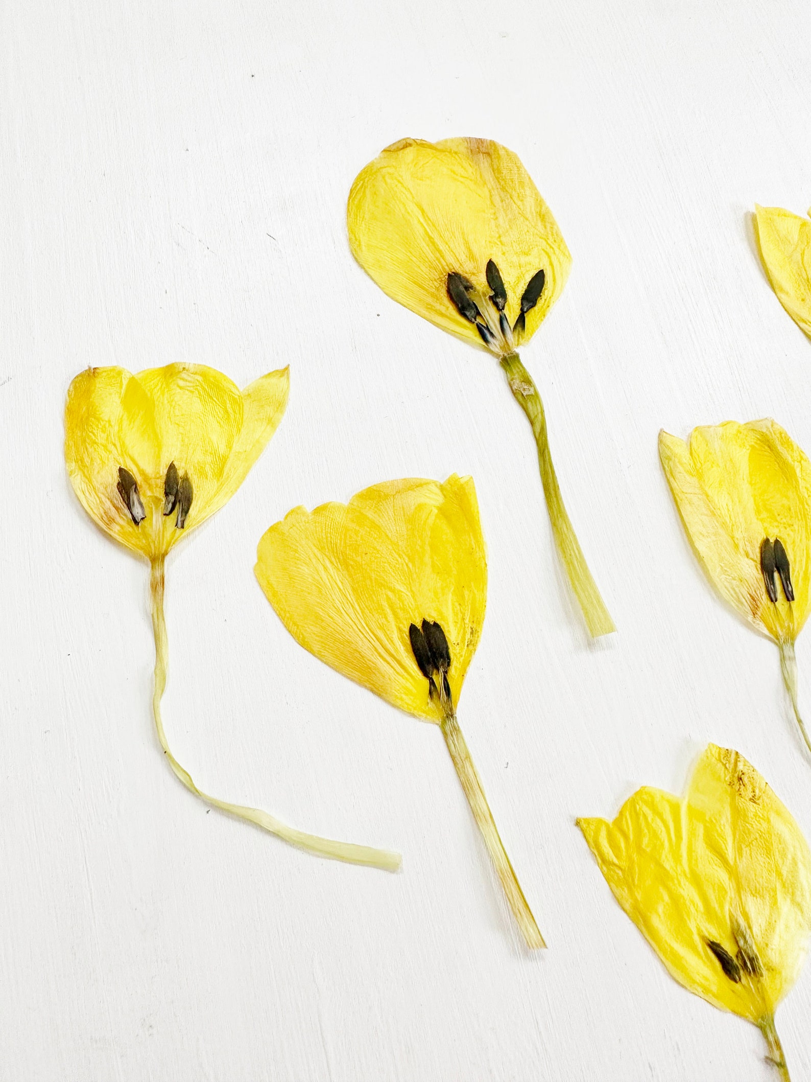 Pressed Tulips - Real Tulip Flowers Cut in Half - 6 Yellow Tulips on ...
