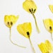Pressed Tulips - Real Tulip Flowers Cut in Half - 6 Yellow Tulips on ...