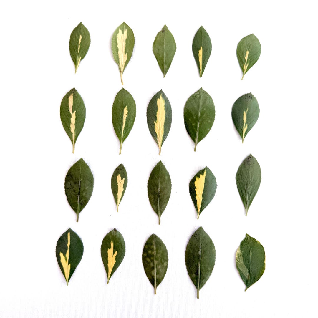 Pressed Euonymus Leaves - 20 Real Dried Leaves - White, Yellow and ...