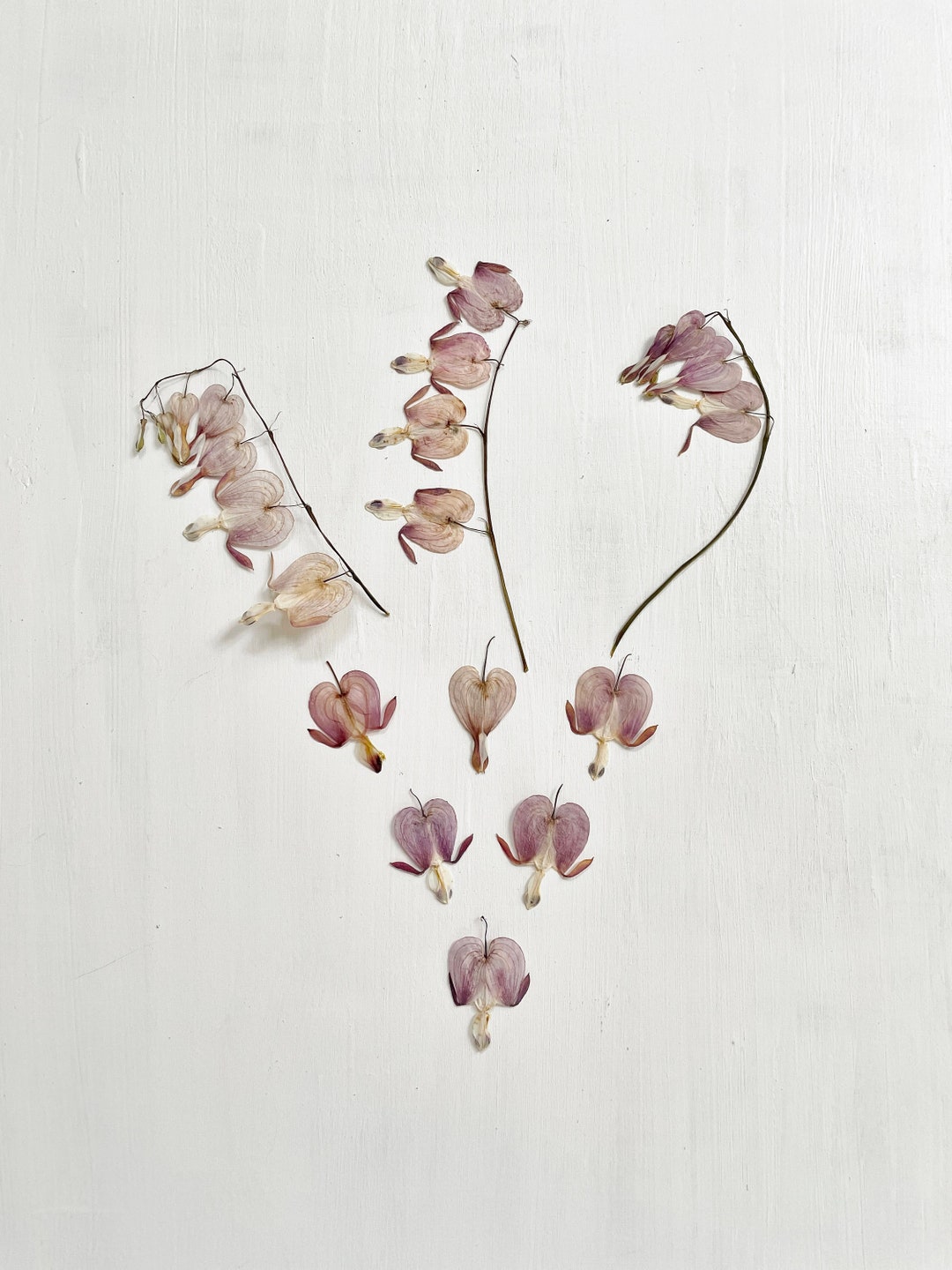 Pressed Bleeding Heart Flowers Real Dicentra Spectabilis 3 Stems and 6 ...