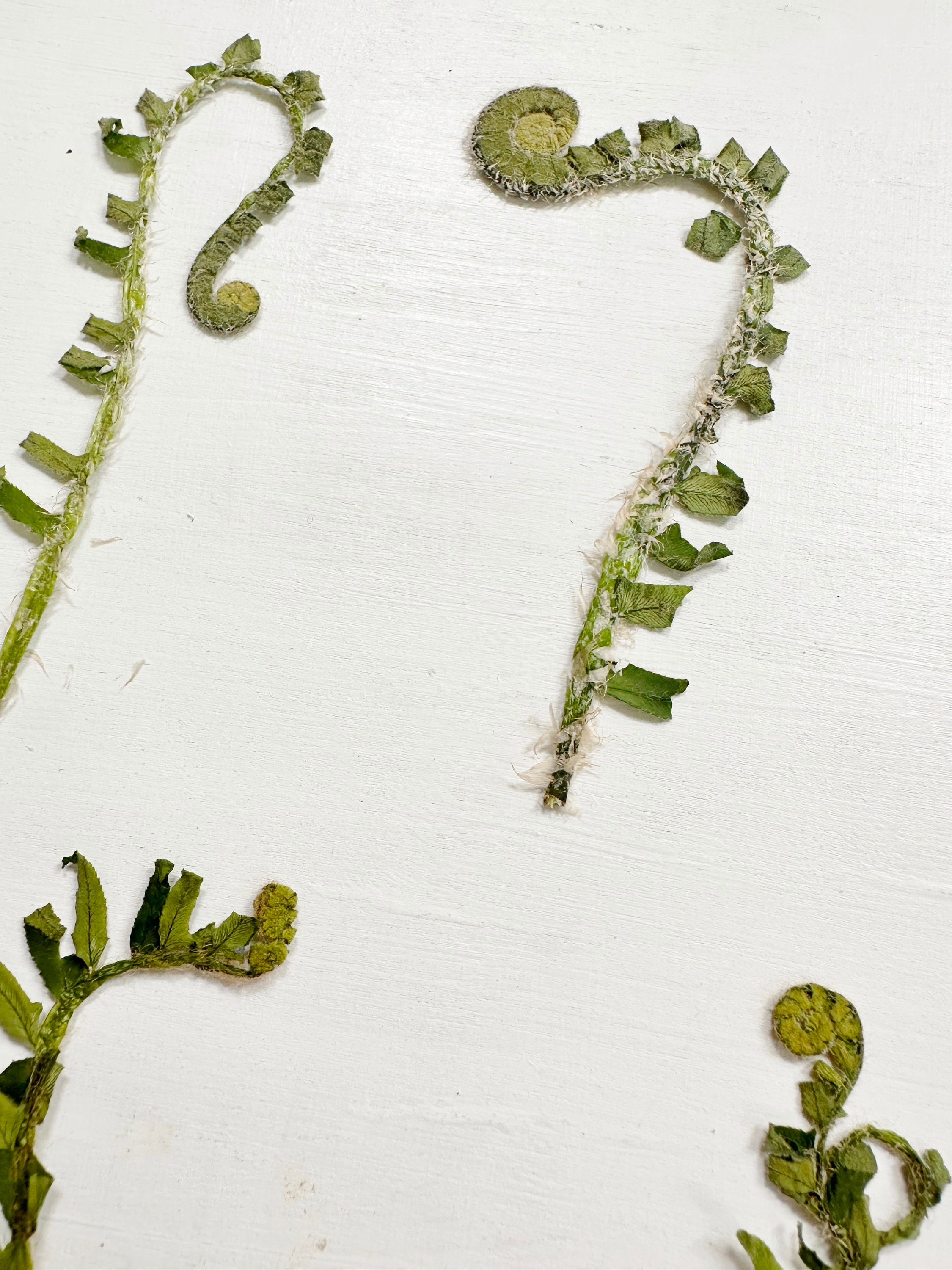 Pressed Fern Curls - Real Fiddlehead Ferns - 6 Small Curly Fern Leaves ...