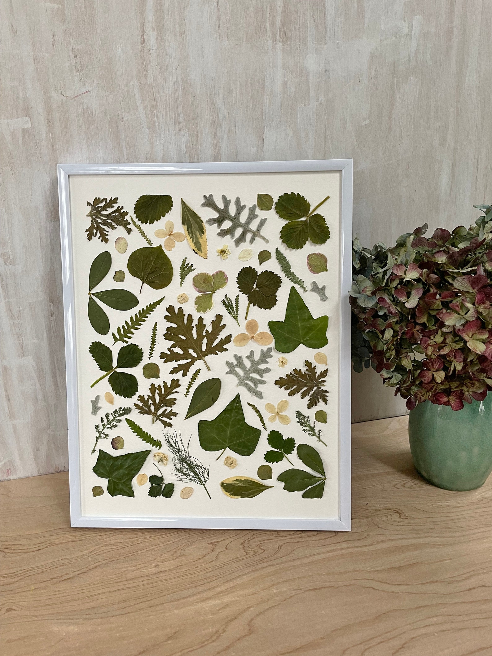 Pressed Ivy - 20 Small Real Ivy Leaves Grown Organically in Princeton ...