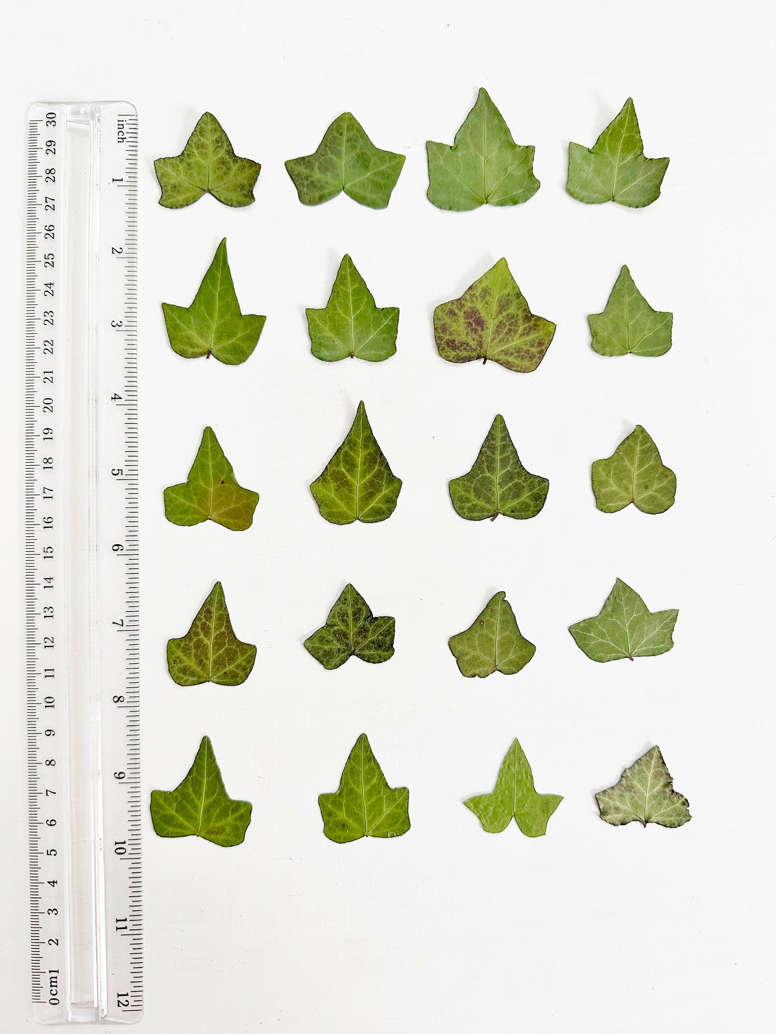 Pressed Ivy - 20 Small Real Ivy Leaves Grown Organically in Princeton ...