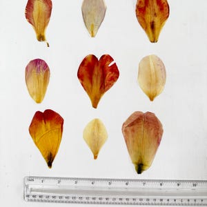 Pressed Tulip Petals - 9 Real Flower Petals - Mixed Colors - Large ...