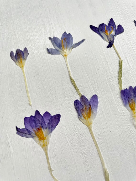 Azafranes Blancos Y Morados Crocus Nevadensis, Azafrán Blanco, En