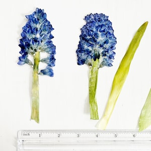 Pressed Hyacinths - Real Blue Hyacinth Flowers on Stem With Leaves ...