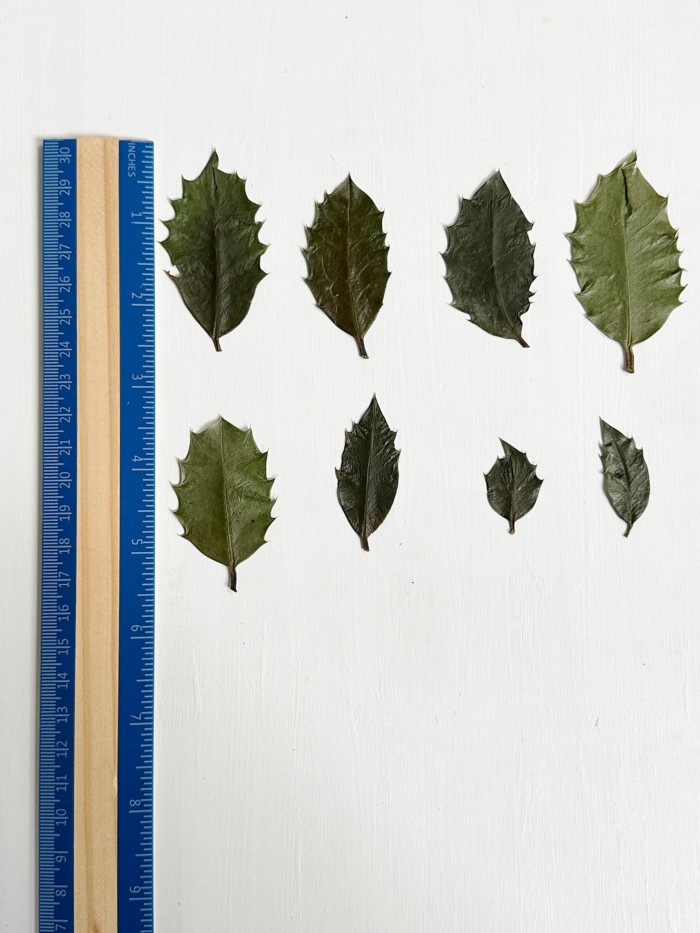 Pressed Holly Leaves - Real Ilex Foliage - 12 Leaves Grown in NJ, USA ...