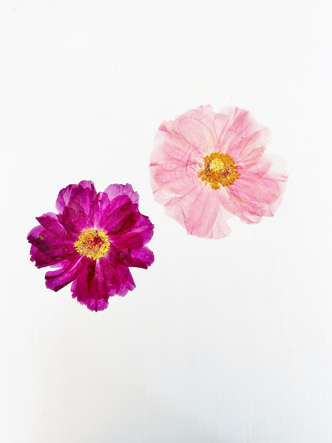 Pressed Peony Flower - 1 Real Tree Peony - Large Flower for Resin- Pink ...