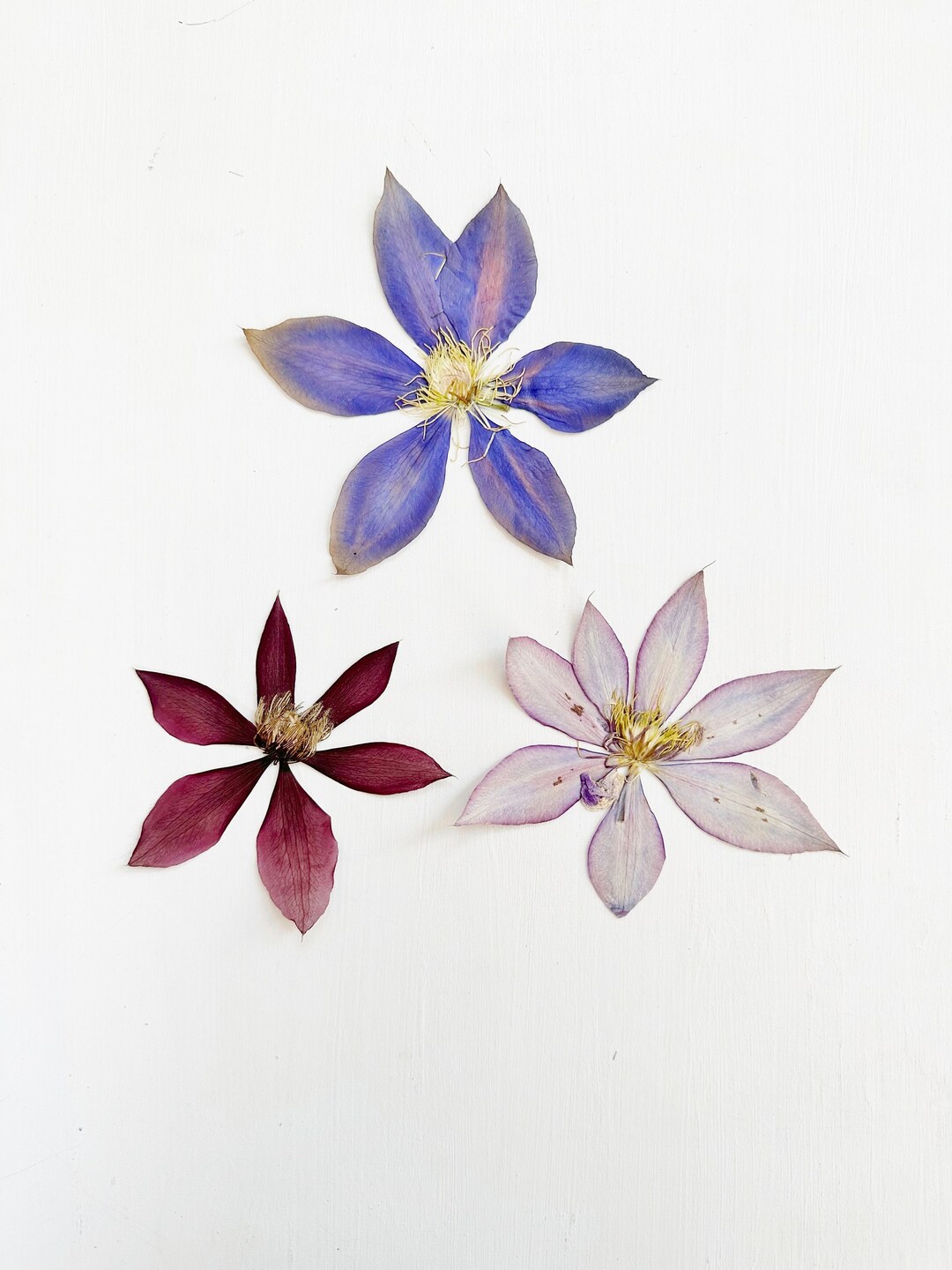 Pressed Clematis Flowers - 3 Real Whole Clematis - Color Mix - Crafts ...
