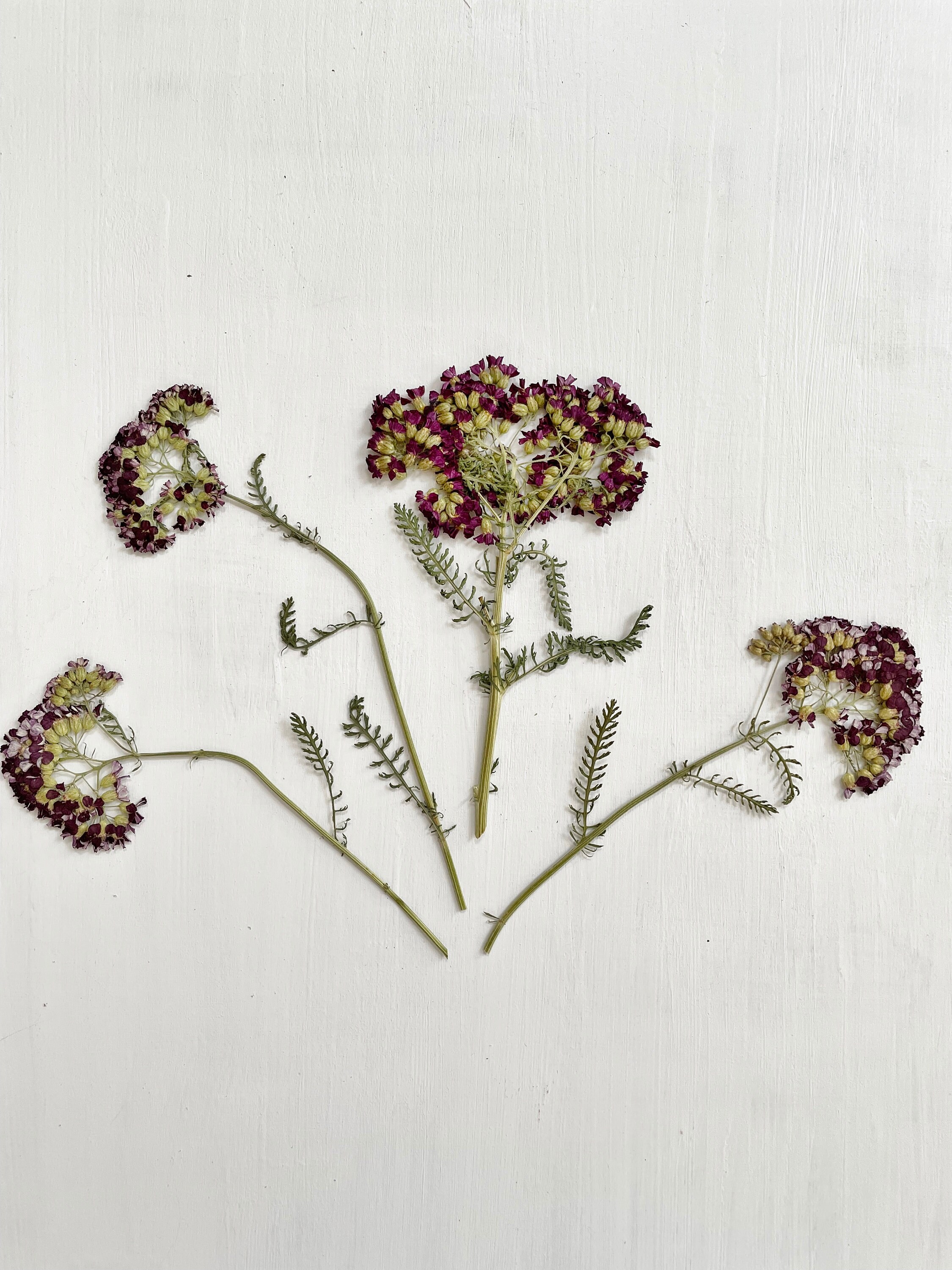 Pressed Yarrow Flowers - 4 Real Achillea Flowers on Stem - Purple - for ...
