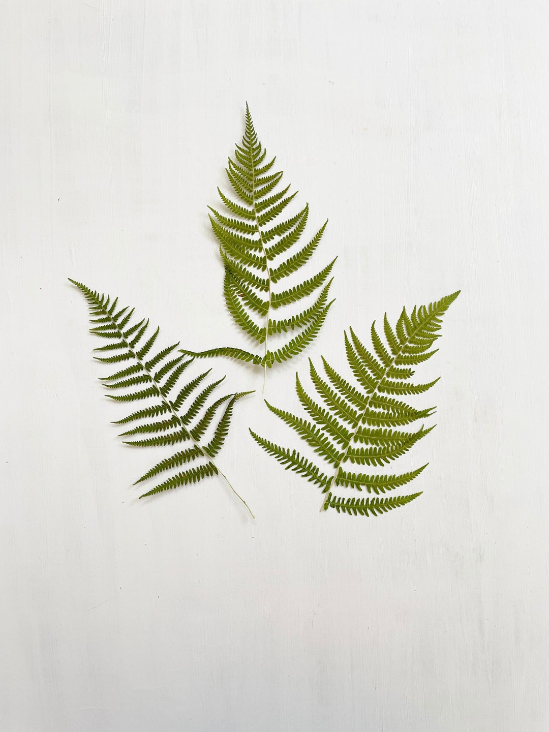 Pressed Fern Leaves - 3 Real Fern Leaves Grown in My NJ Garden - Green ...