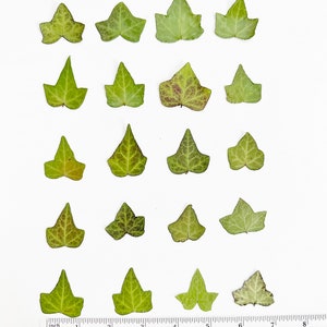 Pressed Ivy - 20 Small Real Ivy Leaves Grown Organically in Princeton ...