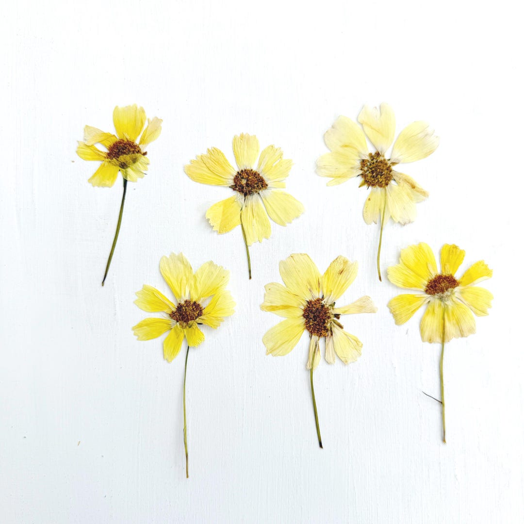 Pressed Cosmos Flowers - 6 Lemonade Yellow Cosmos Flowers on Stems ...