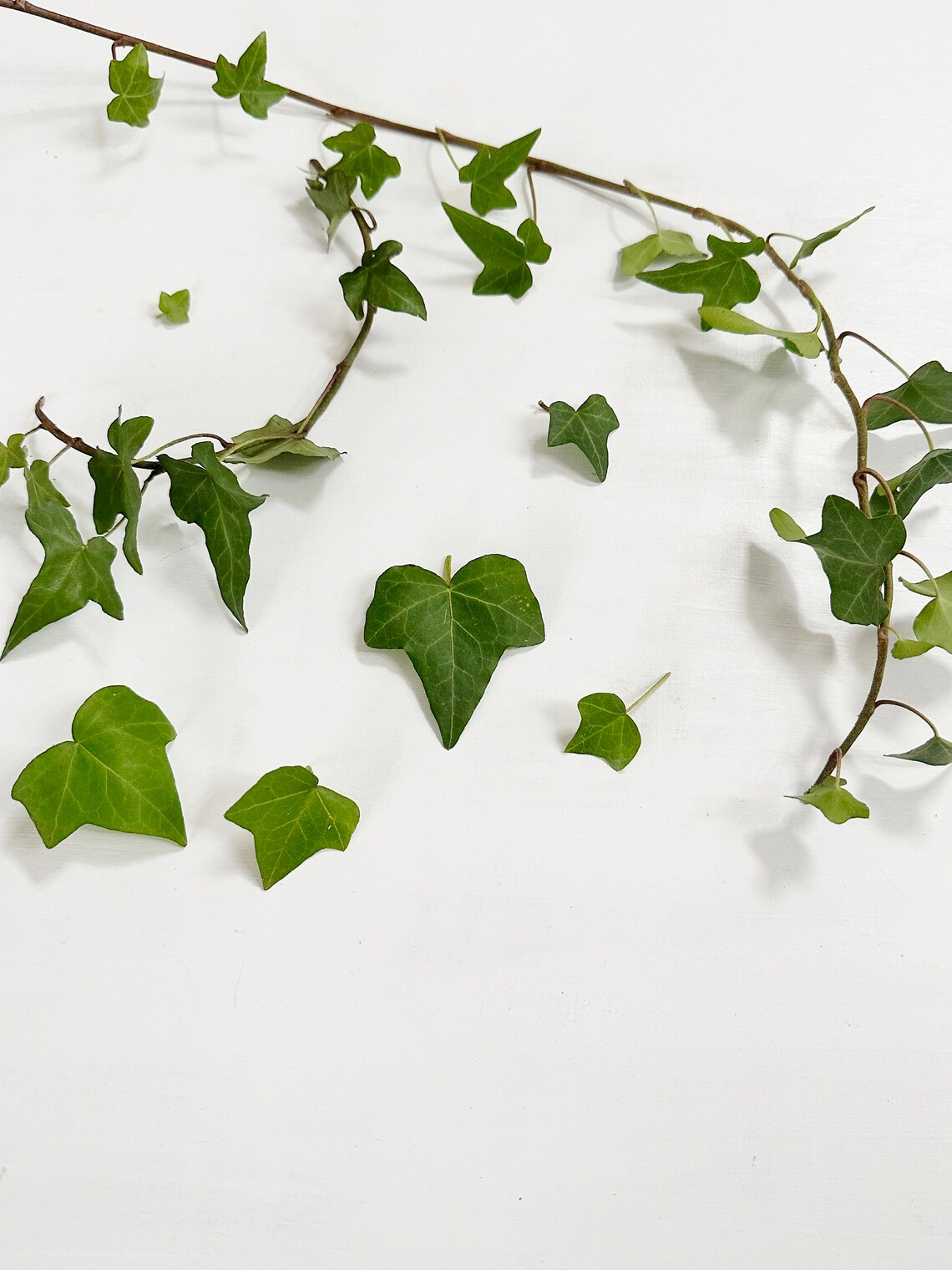 Fresh Ivy Leaves - Real Ivy Foliage - Grown Organically in Princeton ...