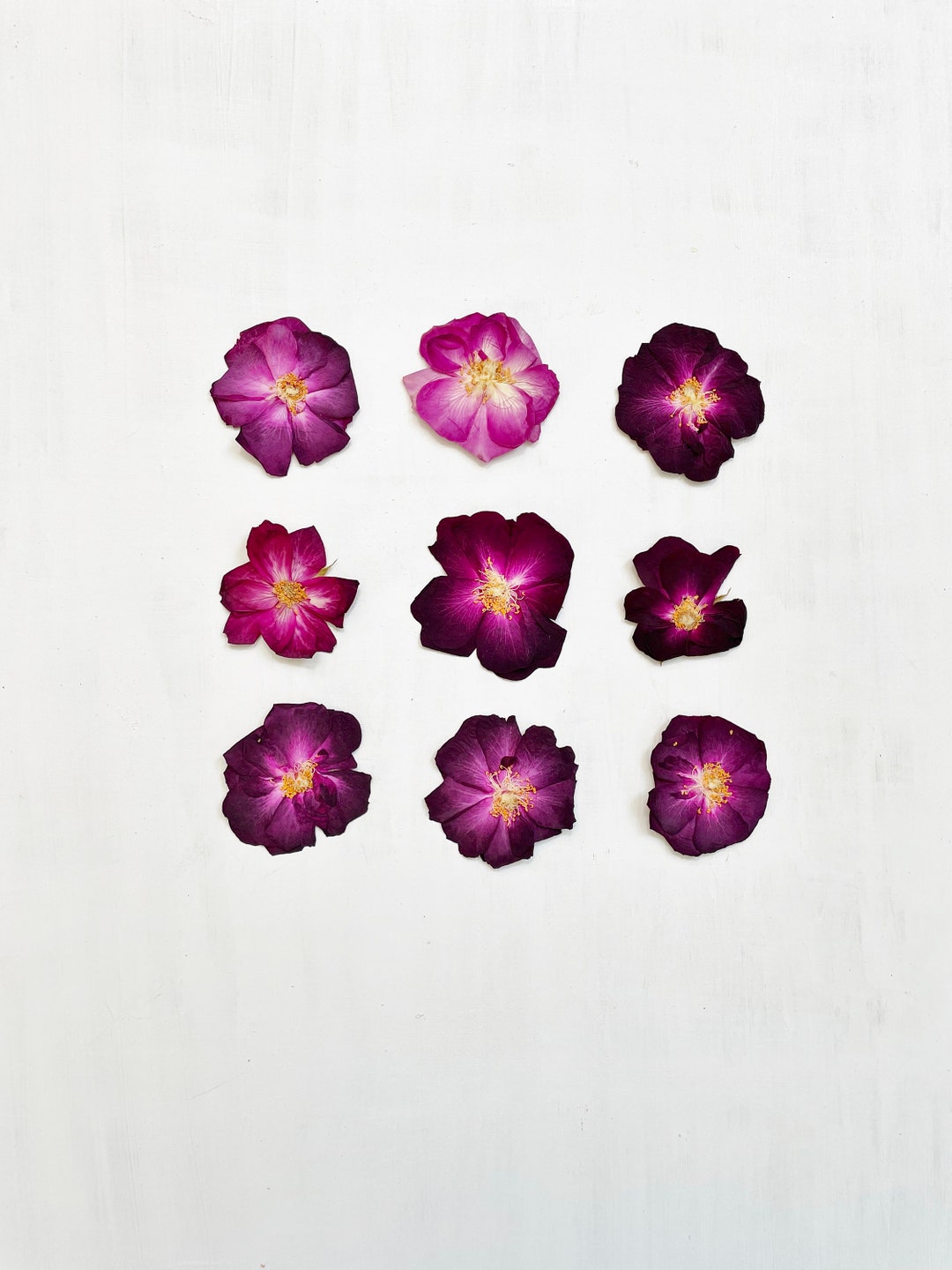 Pressed Roses - 9 Dark Purple Roses - Real Flowers - Climbing Garden ...