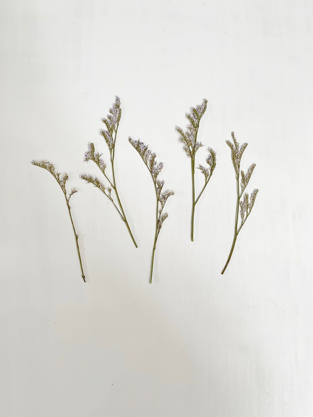 Pressed Statice Flowers - 5 Real Sea Lavender Stems - Purple - for ...