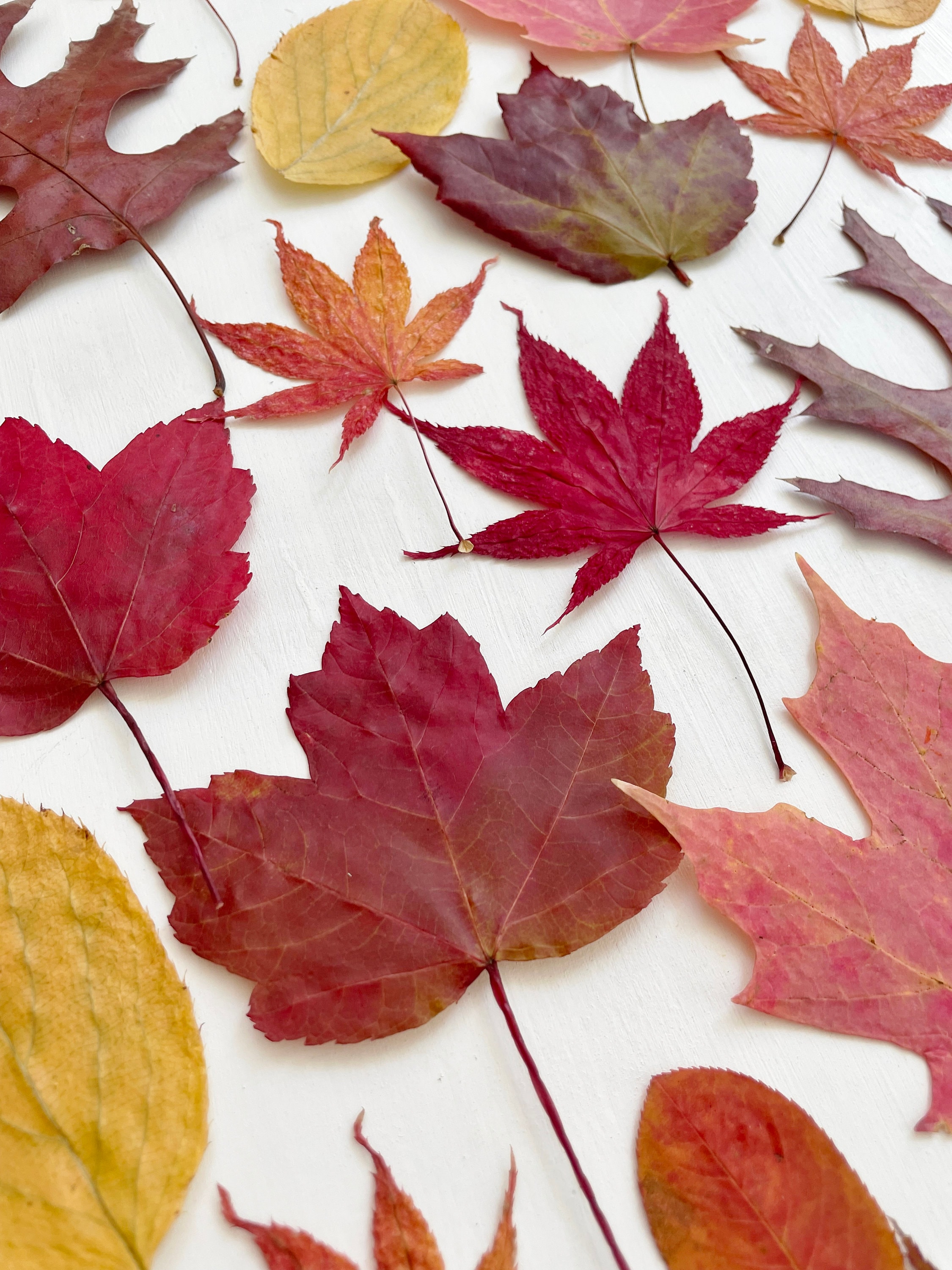 Pressed Autumn Leaves - Real Dried Fall Foliage - 25 Red and Yellow ...