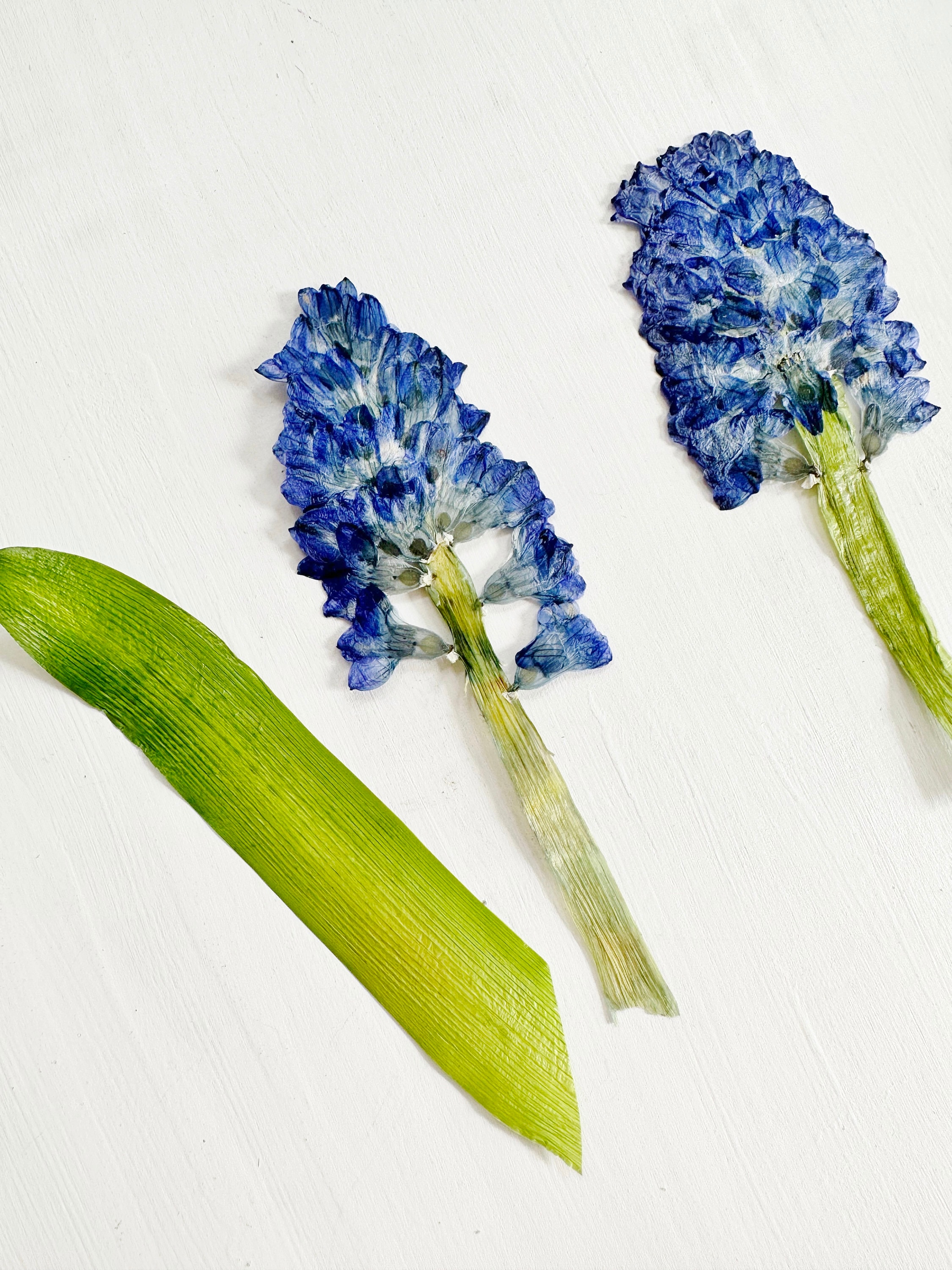 Pressed Hyacinths - Real Blue Hyacinth Flowers on Stem With Leaves ...