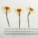 Pressed Large Daffodils With Stem - 3 Real Flowers - Orange, Yellow ...