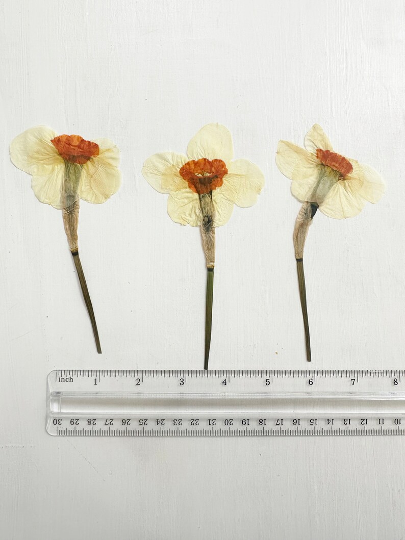 Pressed Large Daffodils With Stem - 3 Real Flowers - Orange, Yellow ...